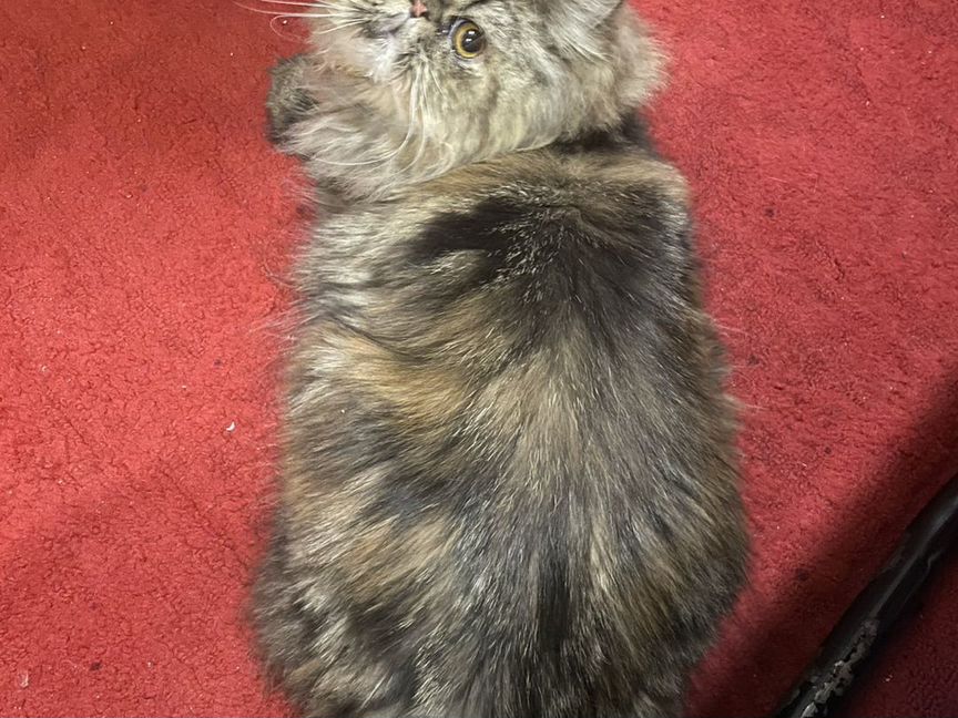 Нужен кот кастрированный