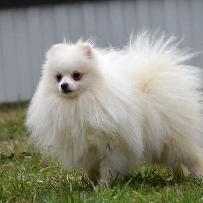 Белоснежный шпиц мальчик