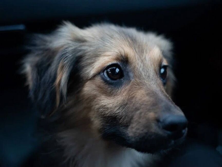 Собака в добрые руки