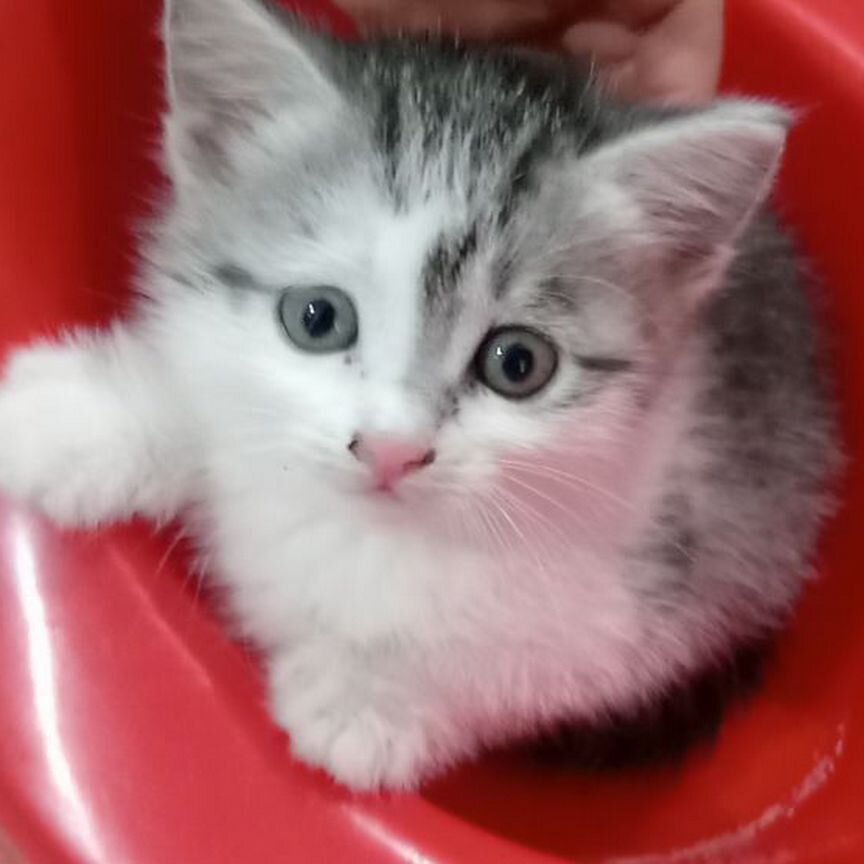 Котенок