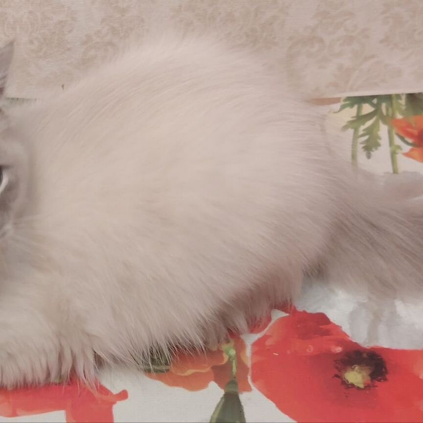 Невская маскарадная