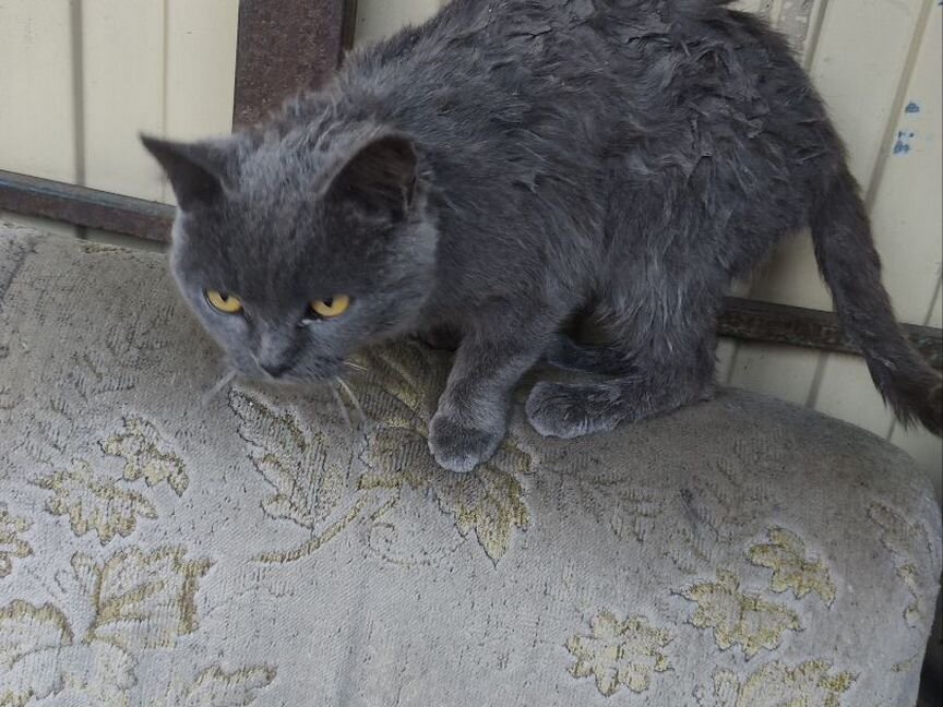 Кошка британка