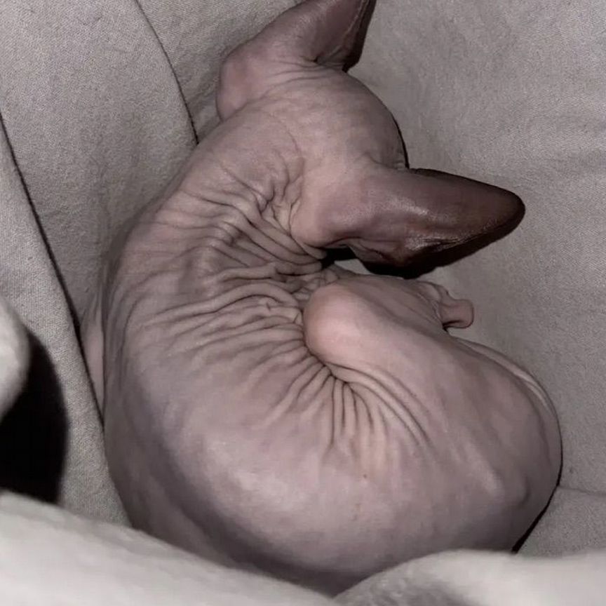 Канадский сфинкс котёнок