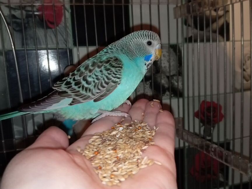 Волнистый попугай -Птенец Самка