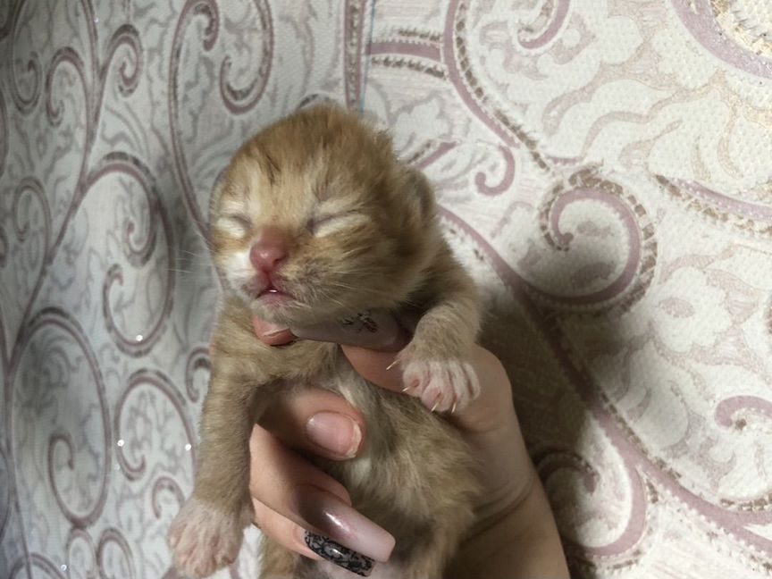 Котенок майкун