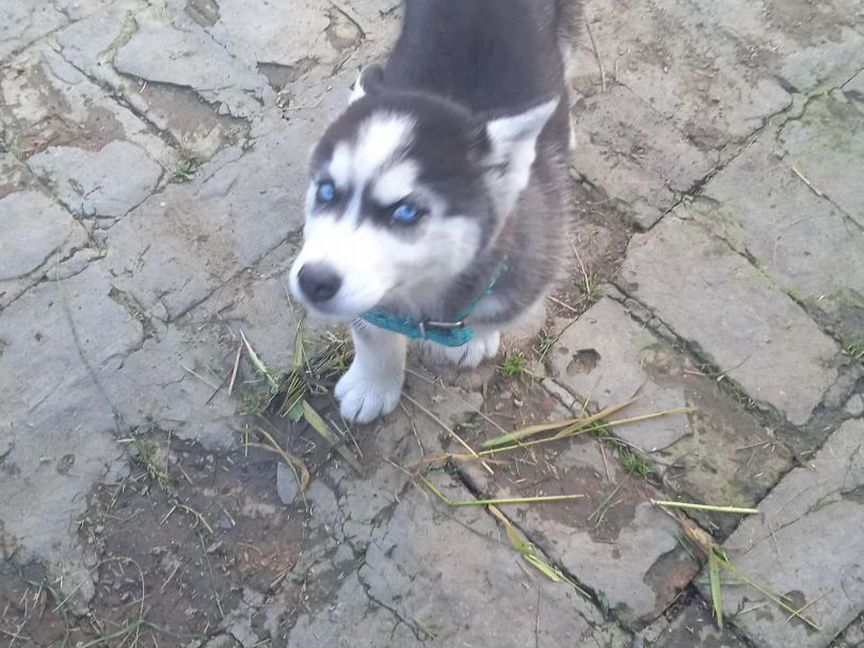 Щенки сибирской хаски