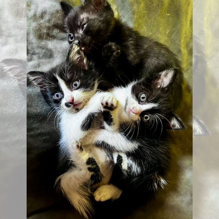 Отдам котят в Добрые руки