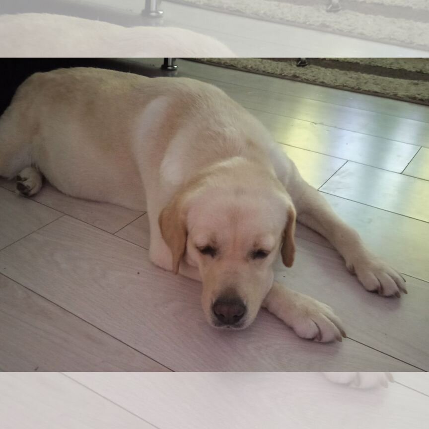 Лабрадор-ретривер, взрослая собака