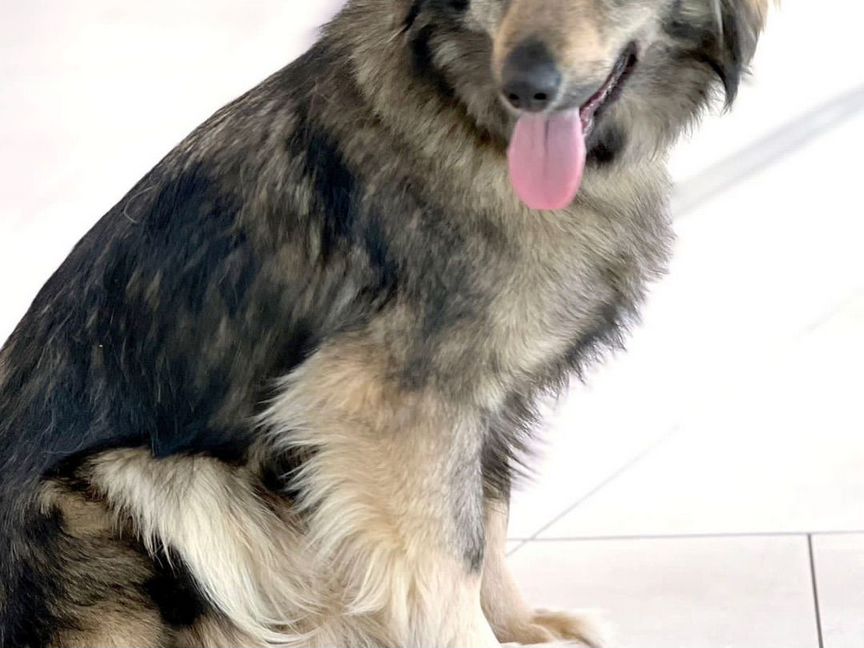 Собака в добрые руки отдам бесплатно