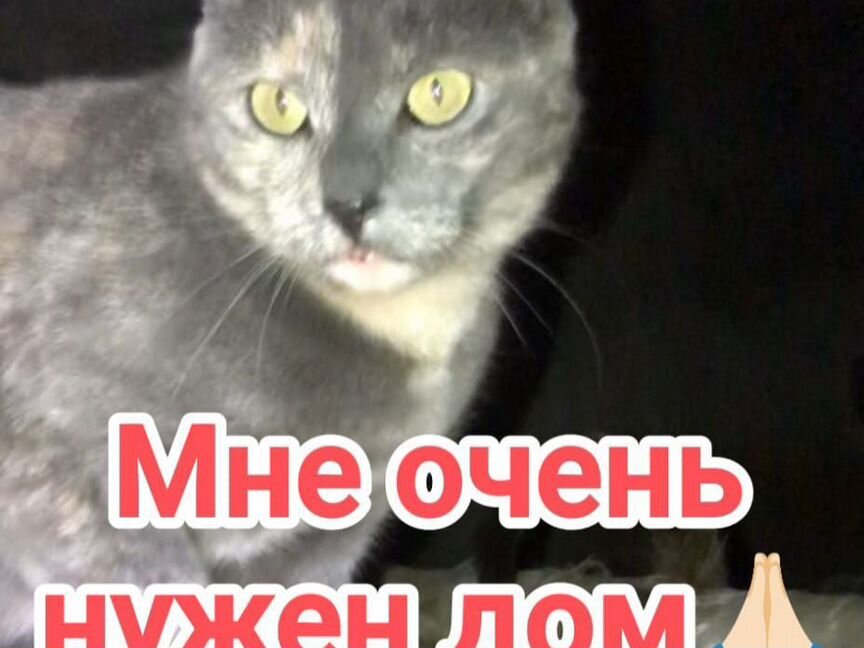 Срочный поиск домаЗавтра выпуск на улицу