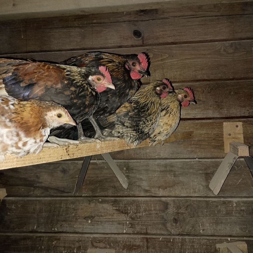 Бентамки петушки