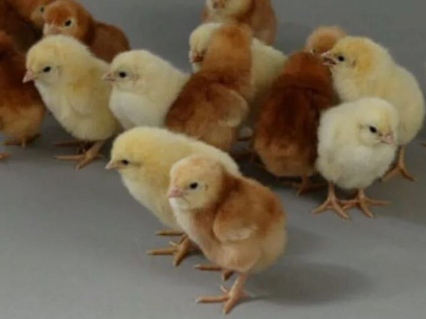 Цыпленок несушка