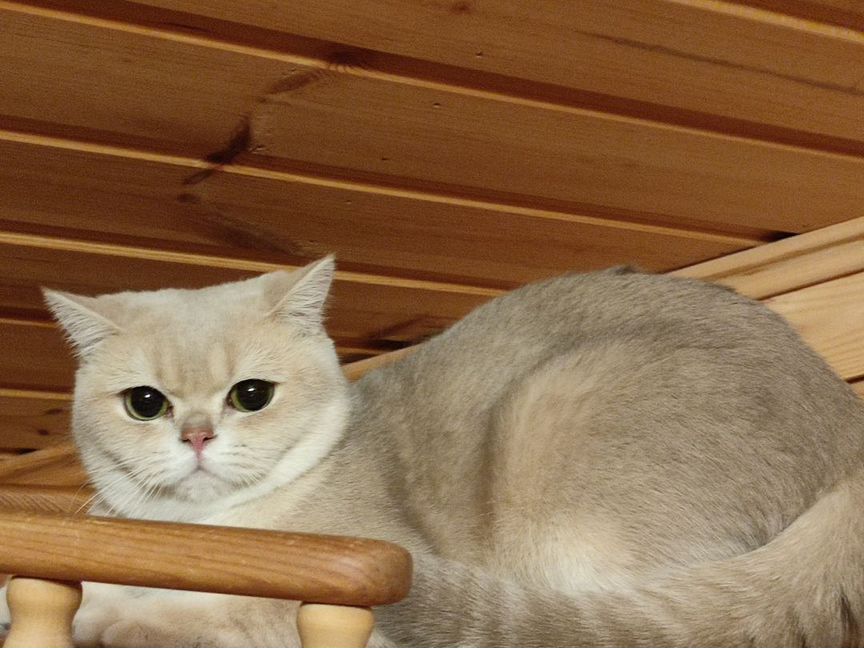 Лиловая золотая роскошь