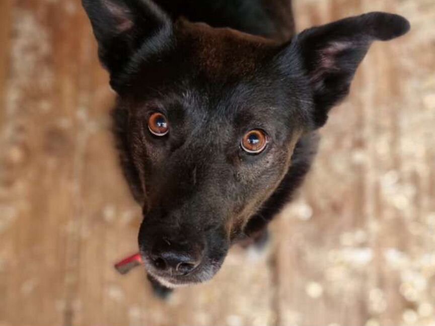 Собака в добрые руки