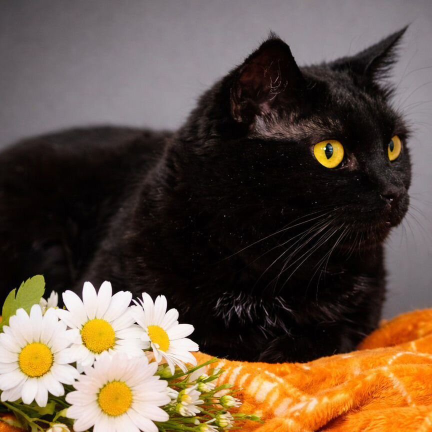 Взрослая, кошка в добрые руки