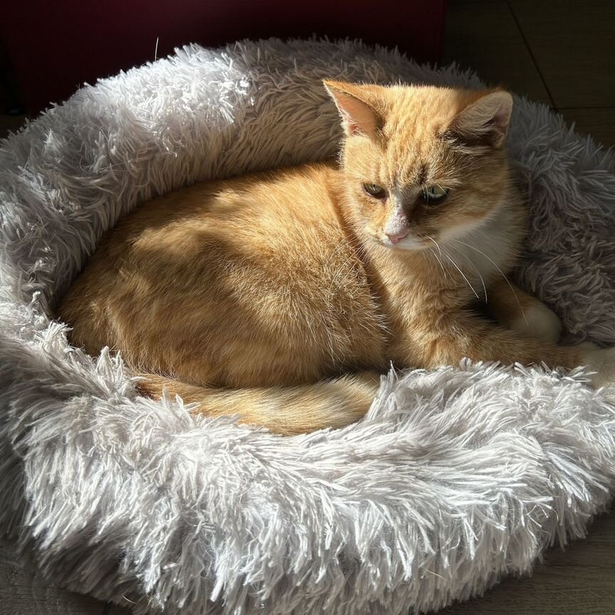 Кошка рыжая
