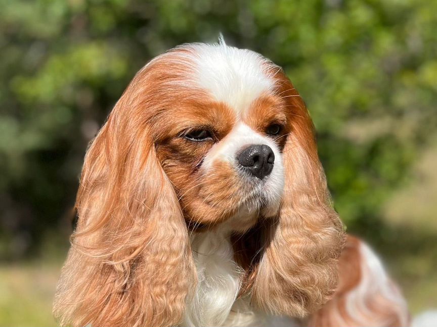 Вязка Кавалер Кинг Чарльз Спаниеля