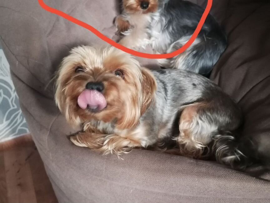 Йоркширский терьер