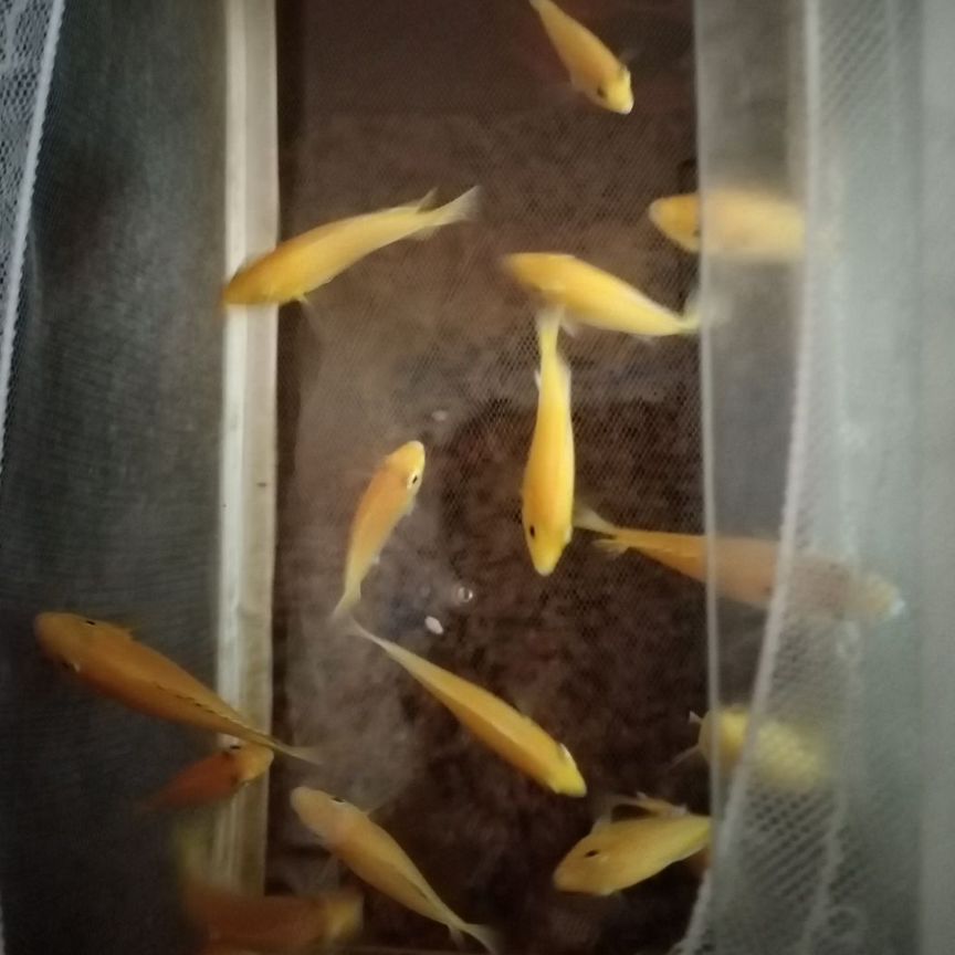 Аквариумные рыбки