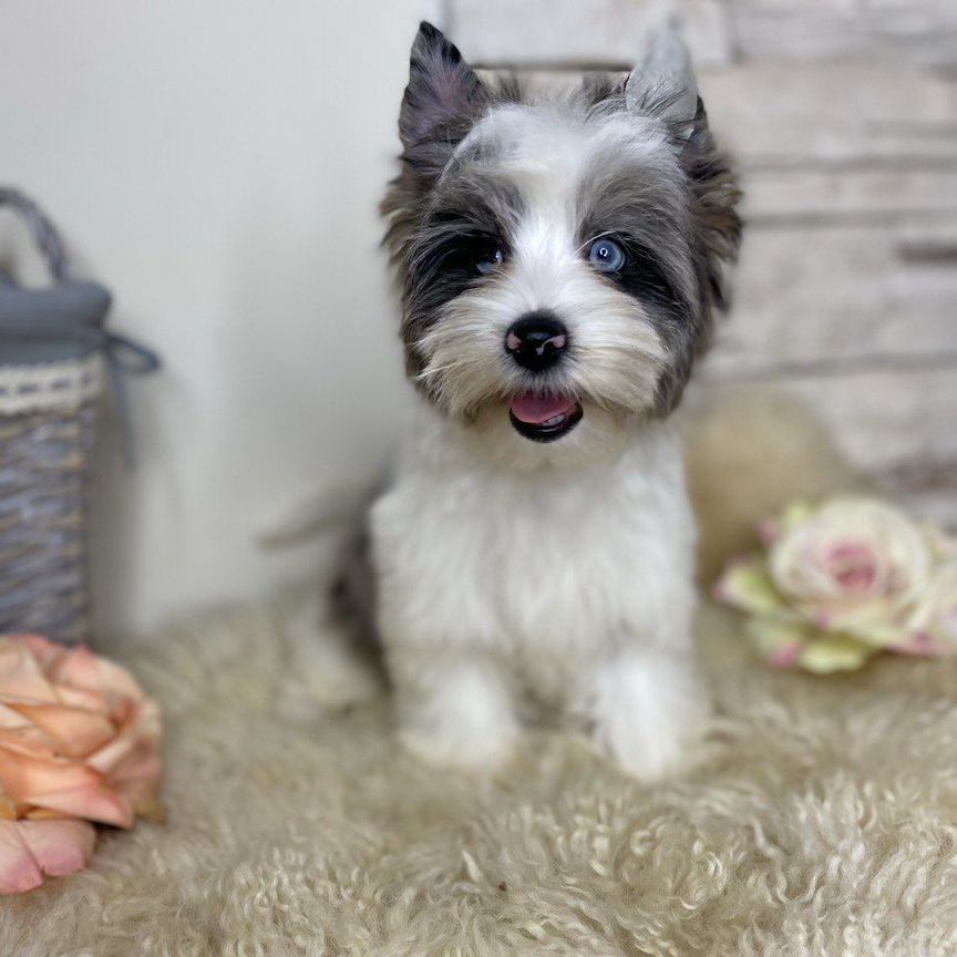 Голубоглазка