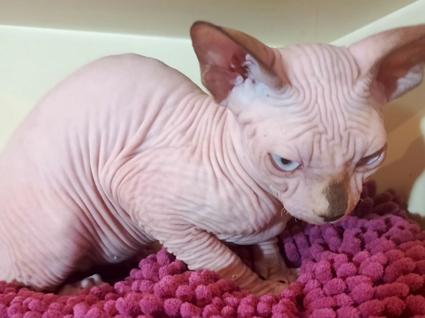 Канадский сфинкс котенок бамбино Лонг мальчик