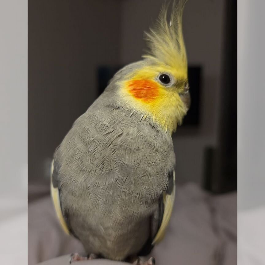 Попугай корелла ручной мальчик 5 лет