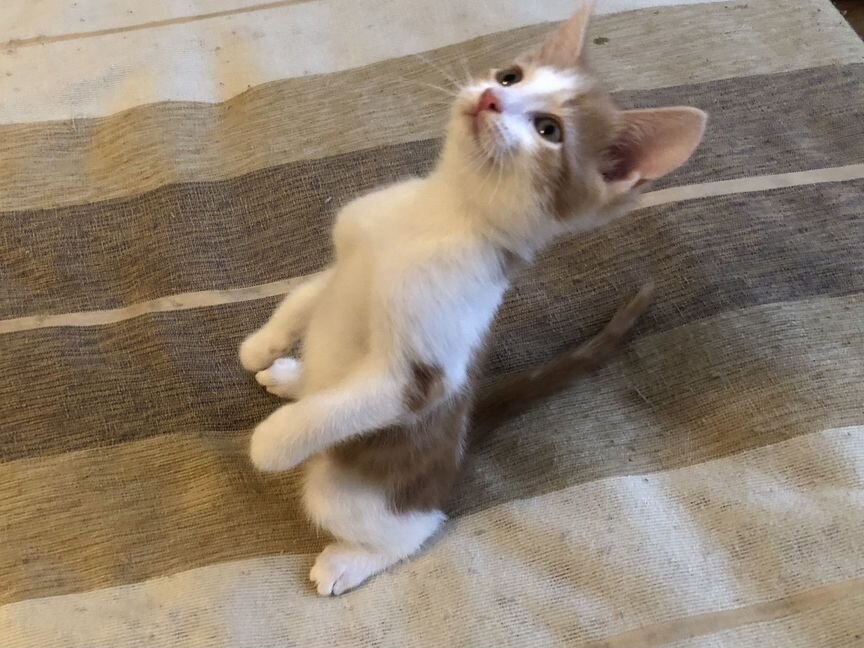 Бело-рыжий котенок 2 месяца