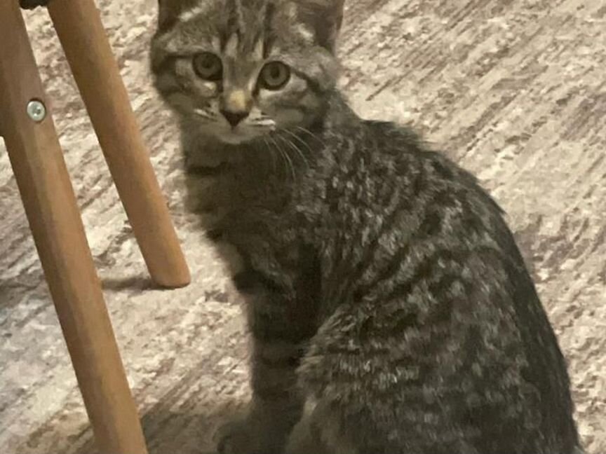 Котёнок 3,5 месяца