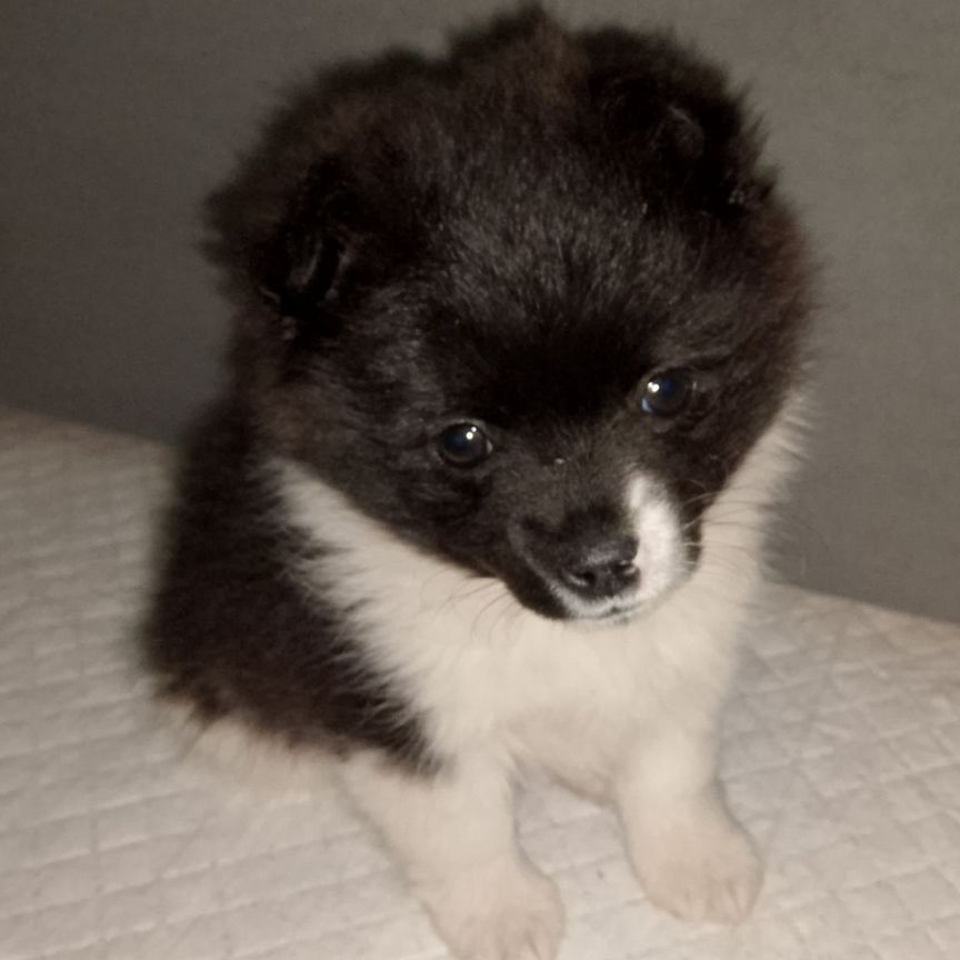 Японский шпиц, щенок