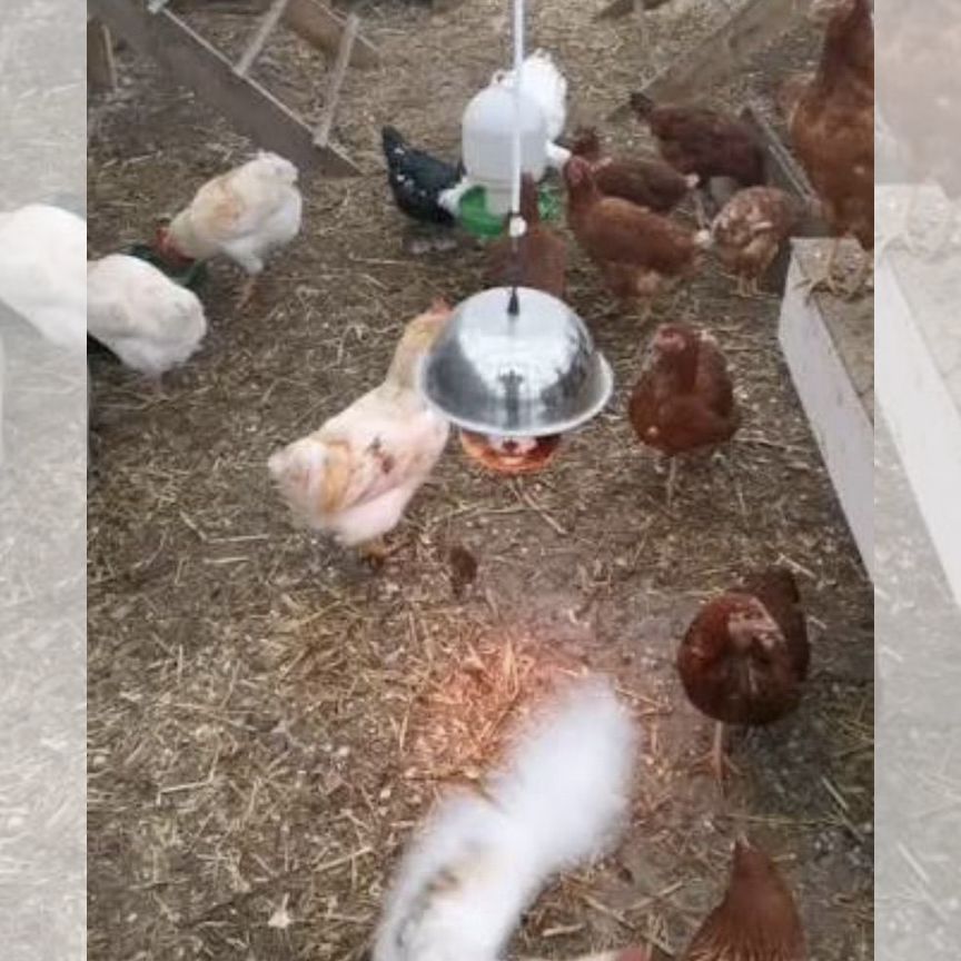 Куры несушки продам