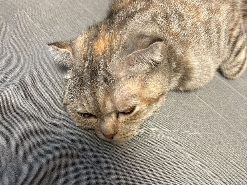 Кошки вислоухие