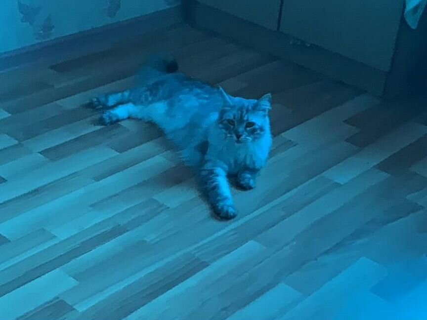 2 милые кошки в одни руки