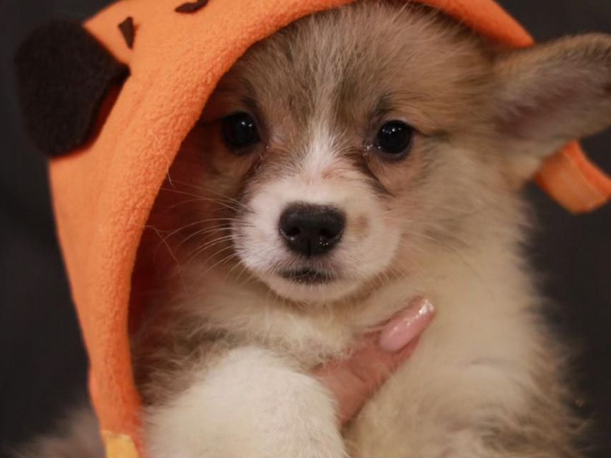 Вельштерьер