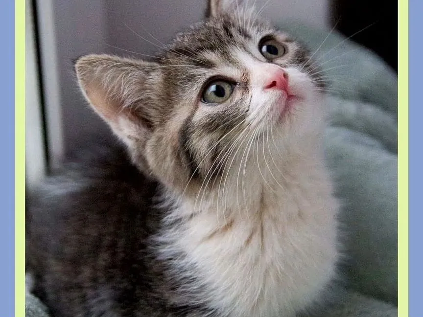 Котёнок