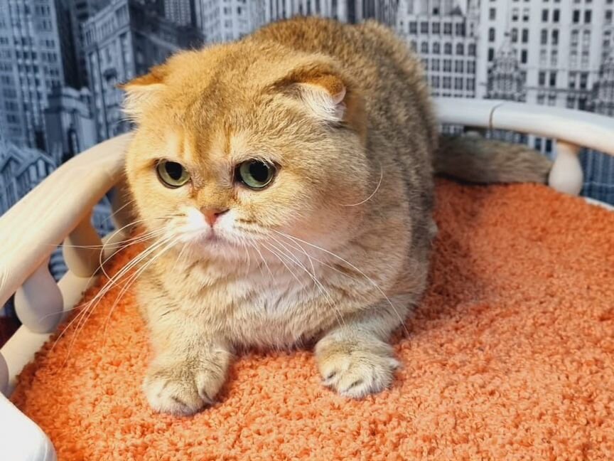 Шотландская Скоттиш Фолд