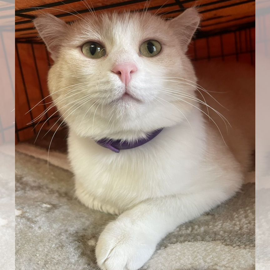 Взрослый кот в добрые руки