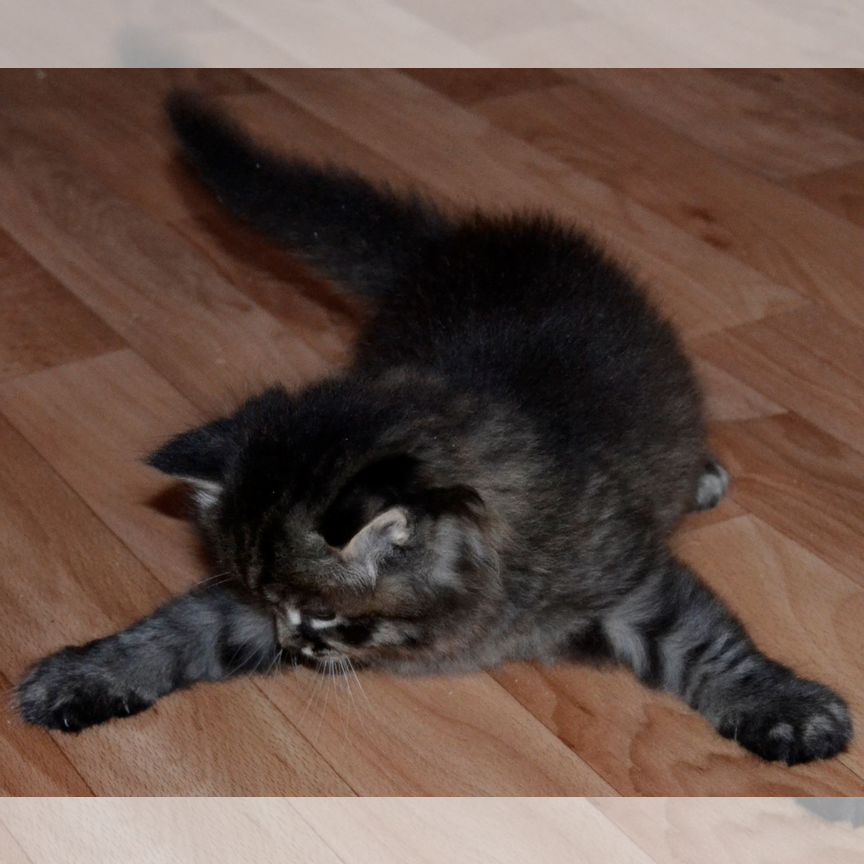 Британский короткошёрстный котёнок