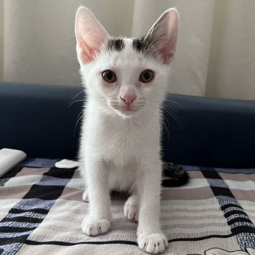 Котята без породы