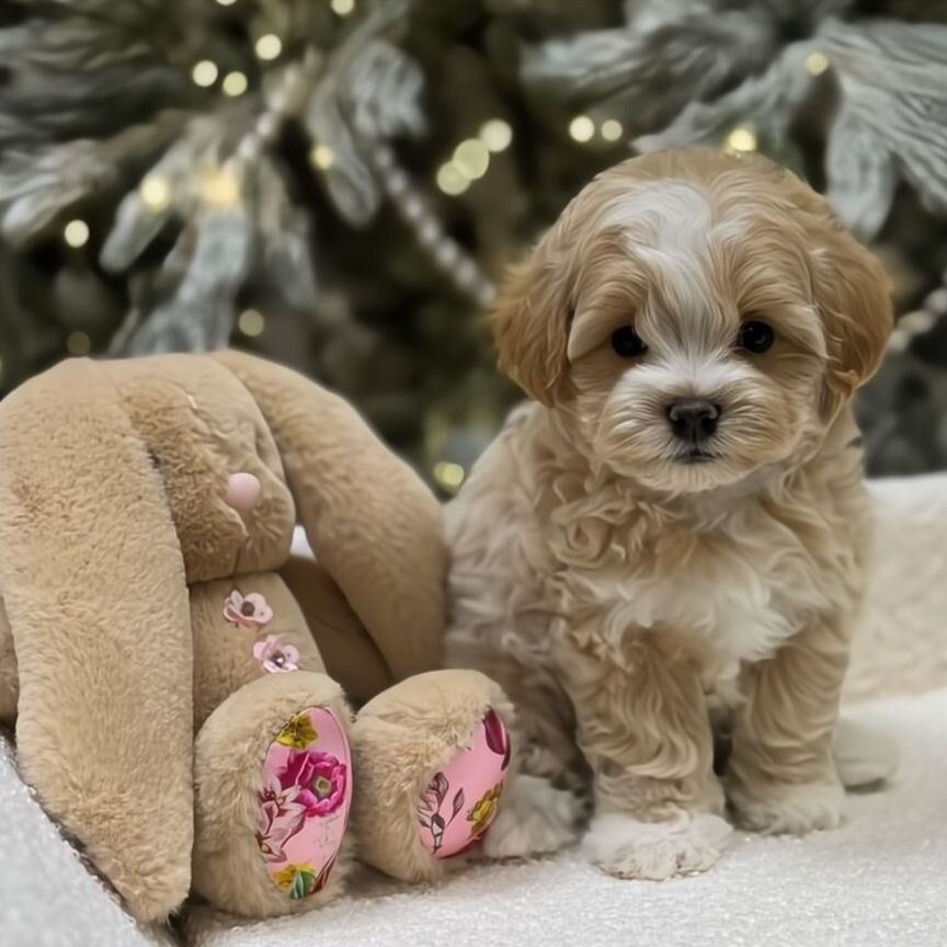 Мальтипу, щенок