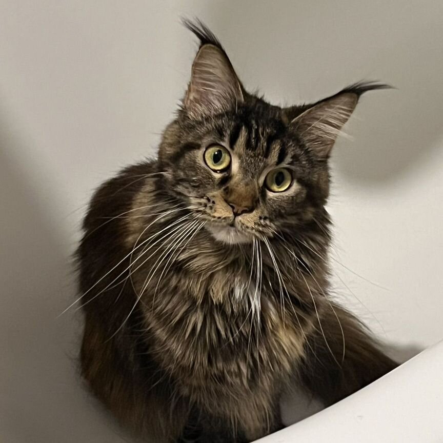 Кошка мейкун вязка