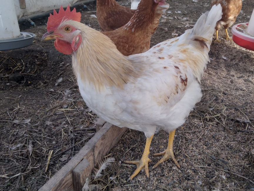 Куры петухи