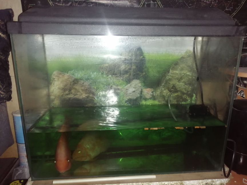 Аквариумные рыбки цихлиды