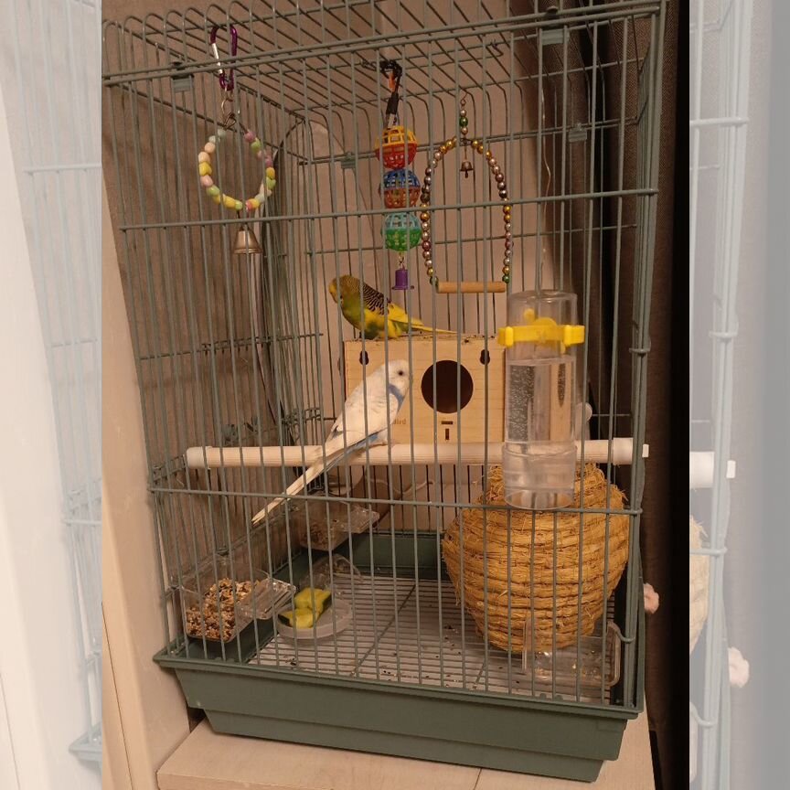 Волнистый попугай с клеткой