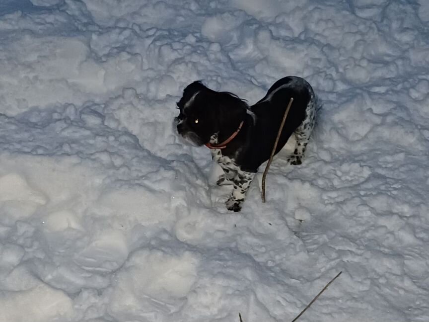 Собака