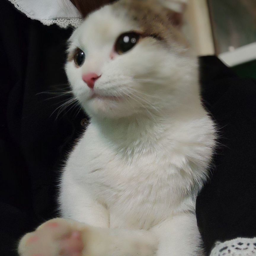 Кошка в дар бесплатно