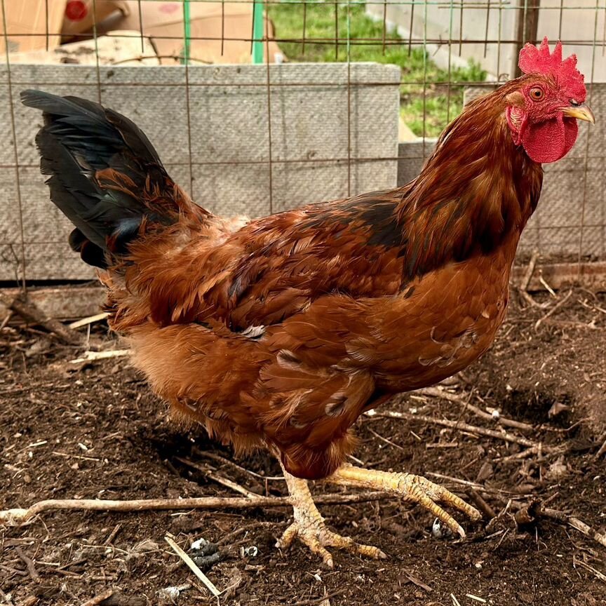 Молодой домашний петушок (не инкубатор)