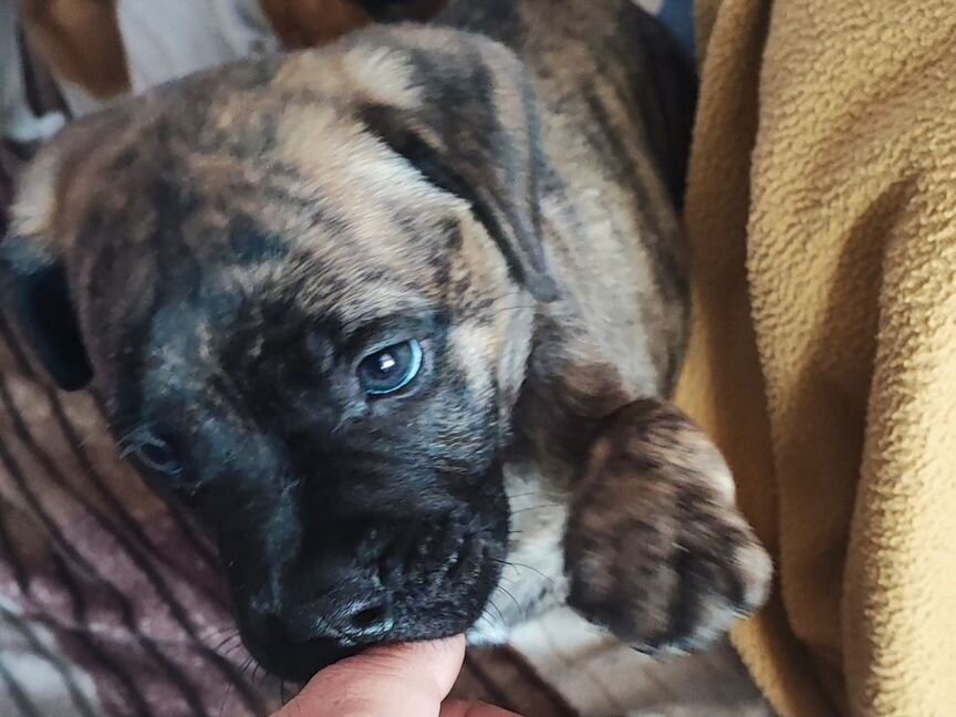 Щенок бульмастифа