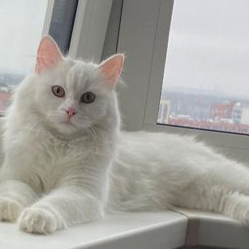 Шикарная Юми кошечка