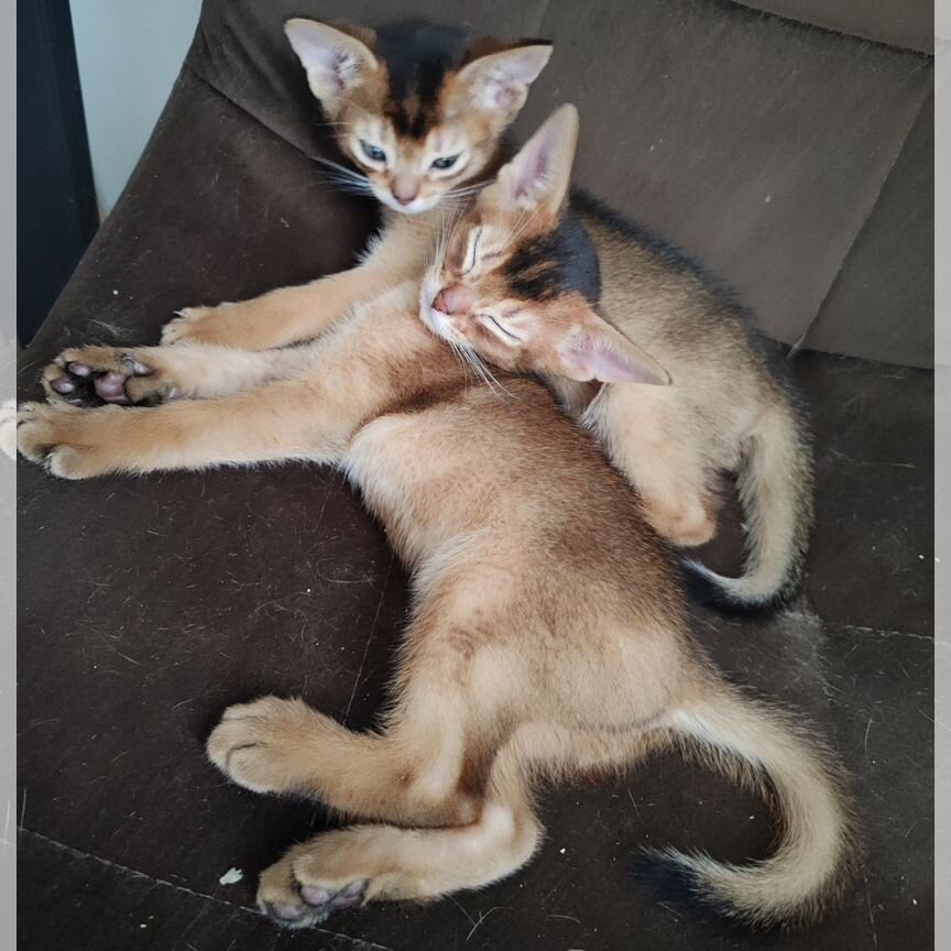 Аббисинские котята