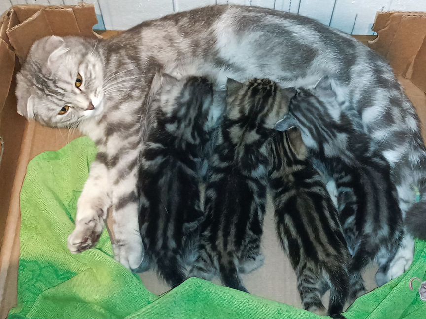 Котята для самых лучших родителей